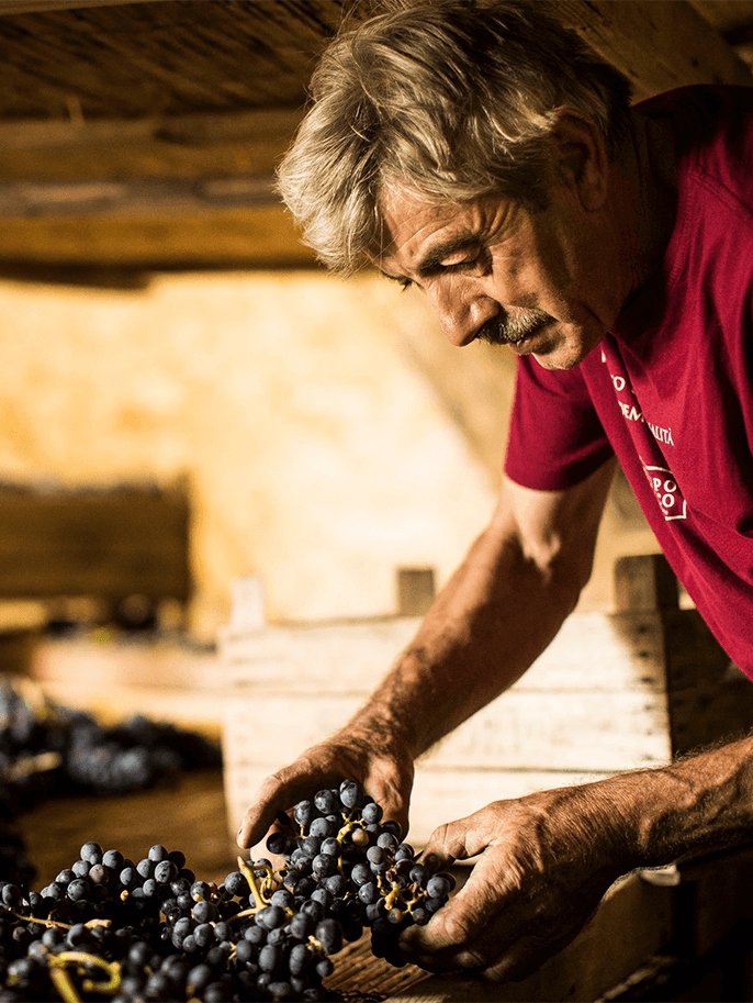 MASI | Appassimento Technique | Masi