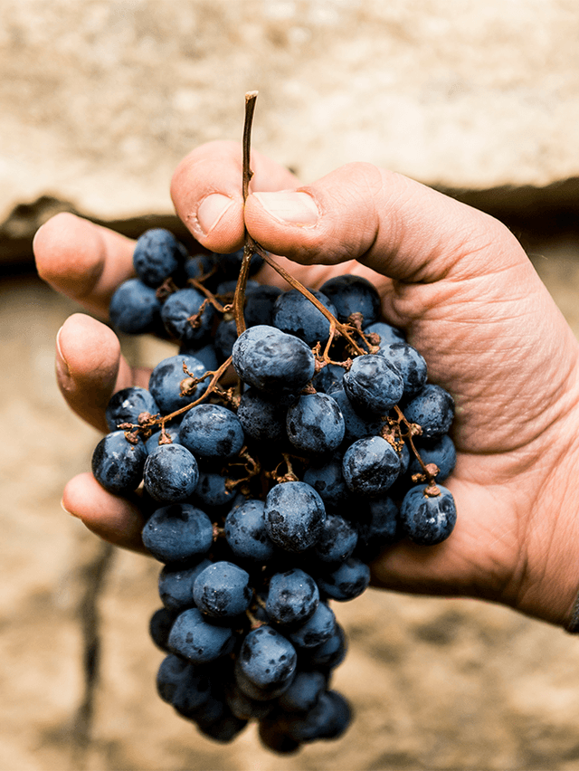 MASI | Appassimento Technique | Masi