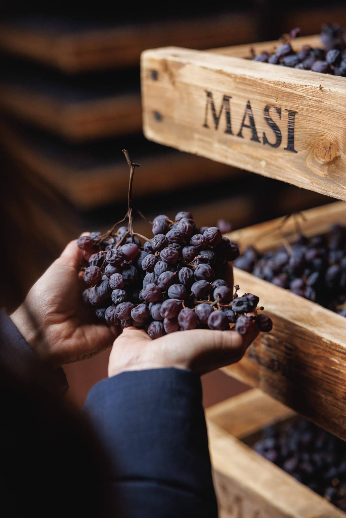 MASI | Appassimento Technique | Masi