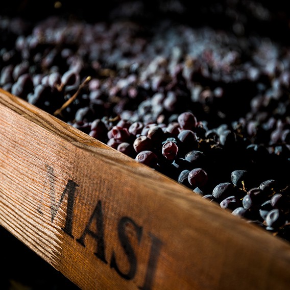 MASI | Wine cellar and winery in Valpolicella Classica | Masi