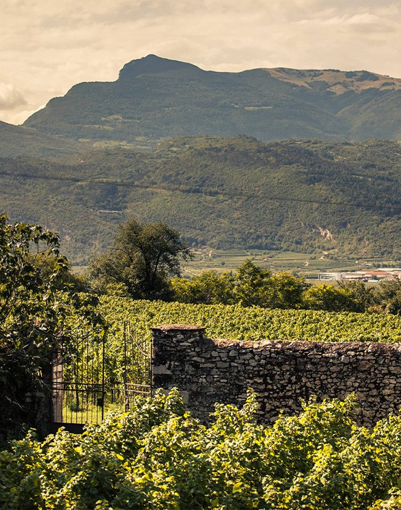 MASI | Masi Group | About us | Masi