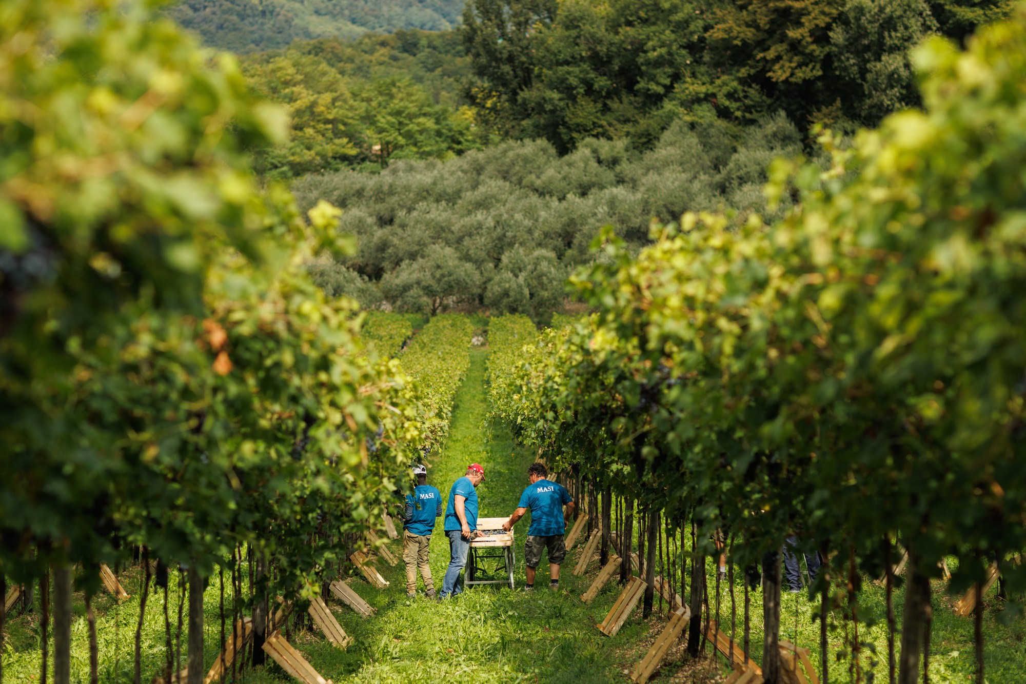 MASI | Organic wine | Passo Doble Corvina Malbec Red Wine - Appassimento wines,Medium-body reds ...