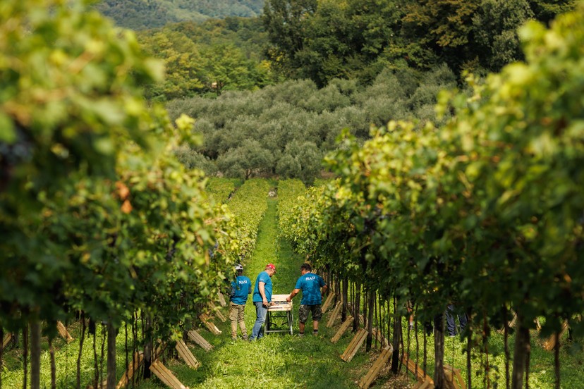 MASI | Organic wine | Fresco di Masi Red Wine Verona IGT - Light reds ...