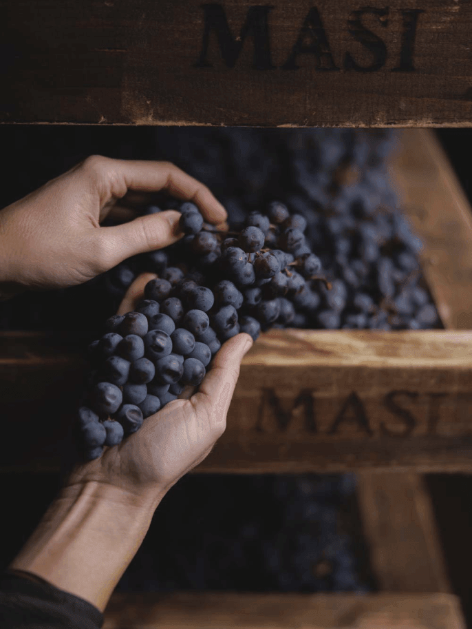 MASI | Wine | Costasera Amarone della Valpolicella Classico DOCG - Amarone and Recioto ...